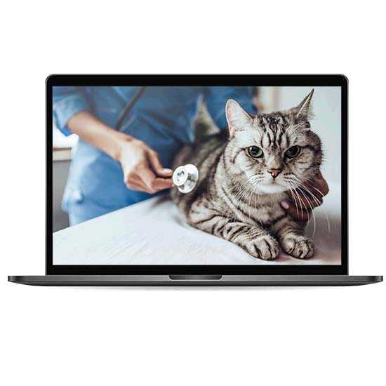 Veterinary Medical Gas Elearning Course | Industrial Gas | Gas ...